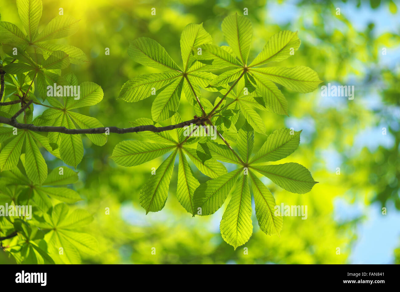 Spring leaf of chestnut. Nature composition Stock Photo - Alamy
