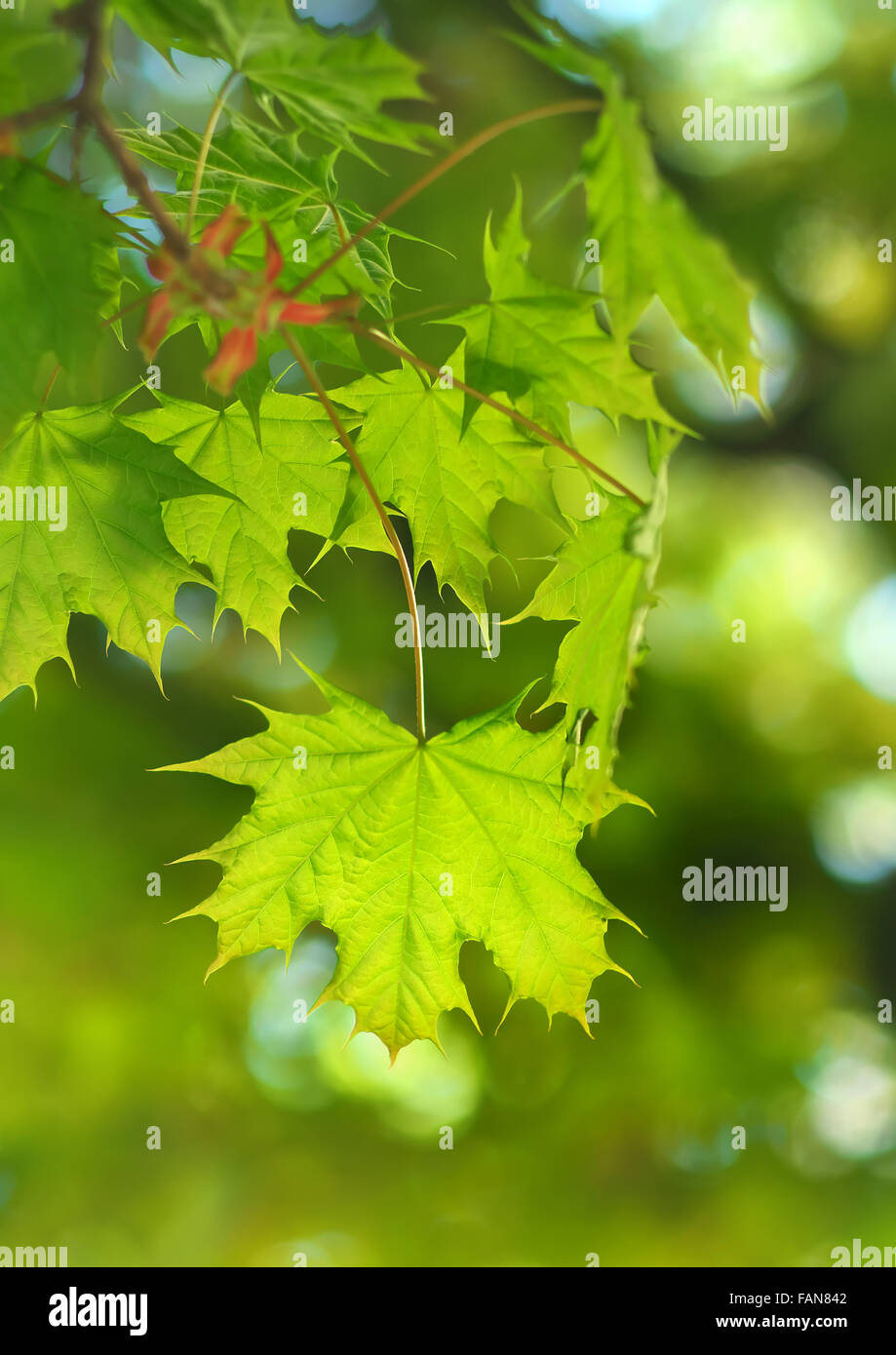 Spring leaf. Composition of nature Stock Photo - Alamy