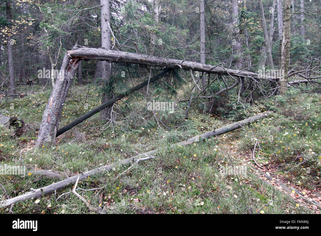 Forests in peat bogs Kladska - national nature reserve in Slavkov ...