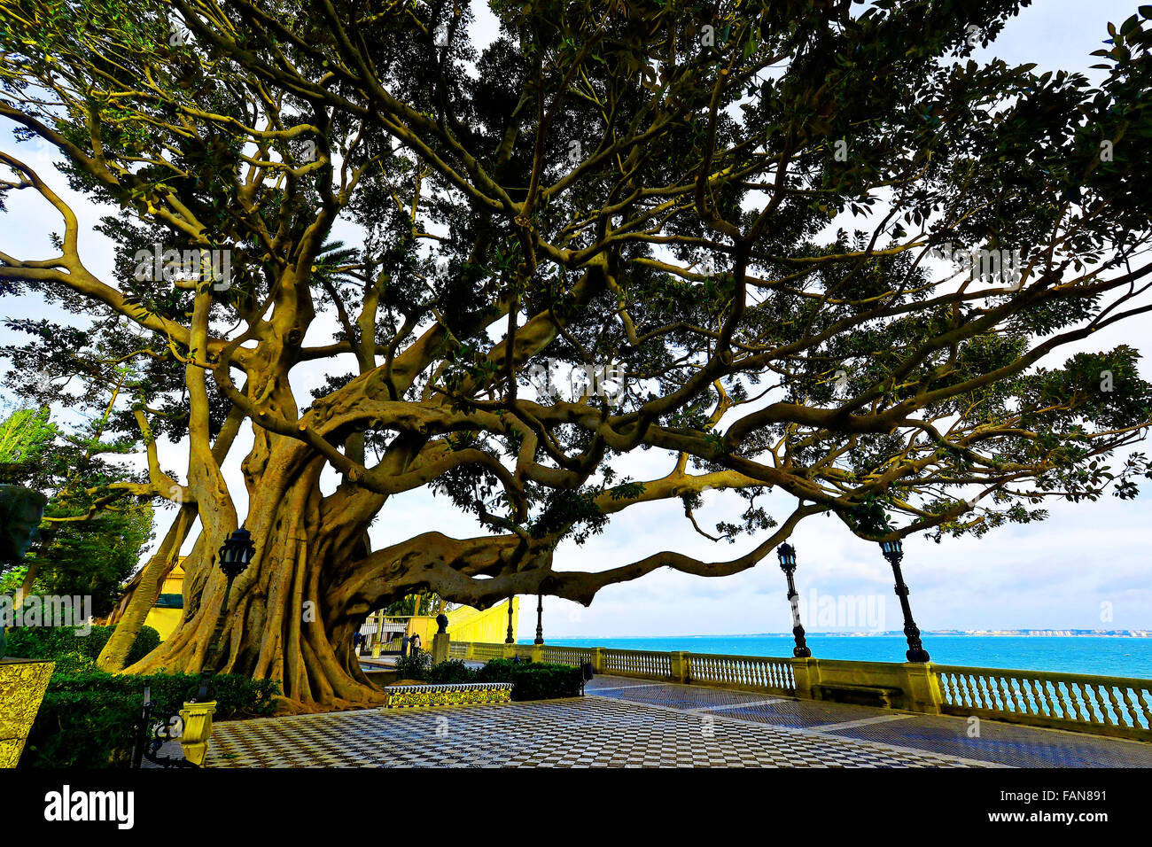 Cadiz Spain ancient tree by historic city wall Stock Photo - Alamy