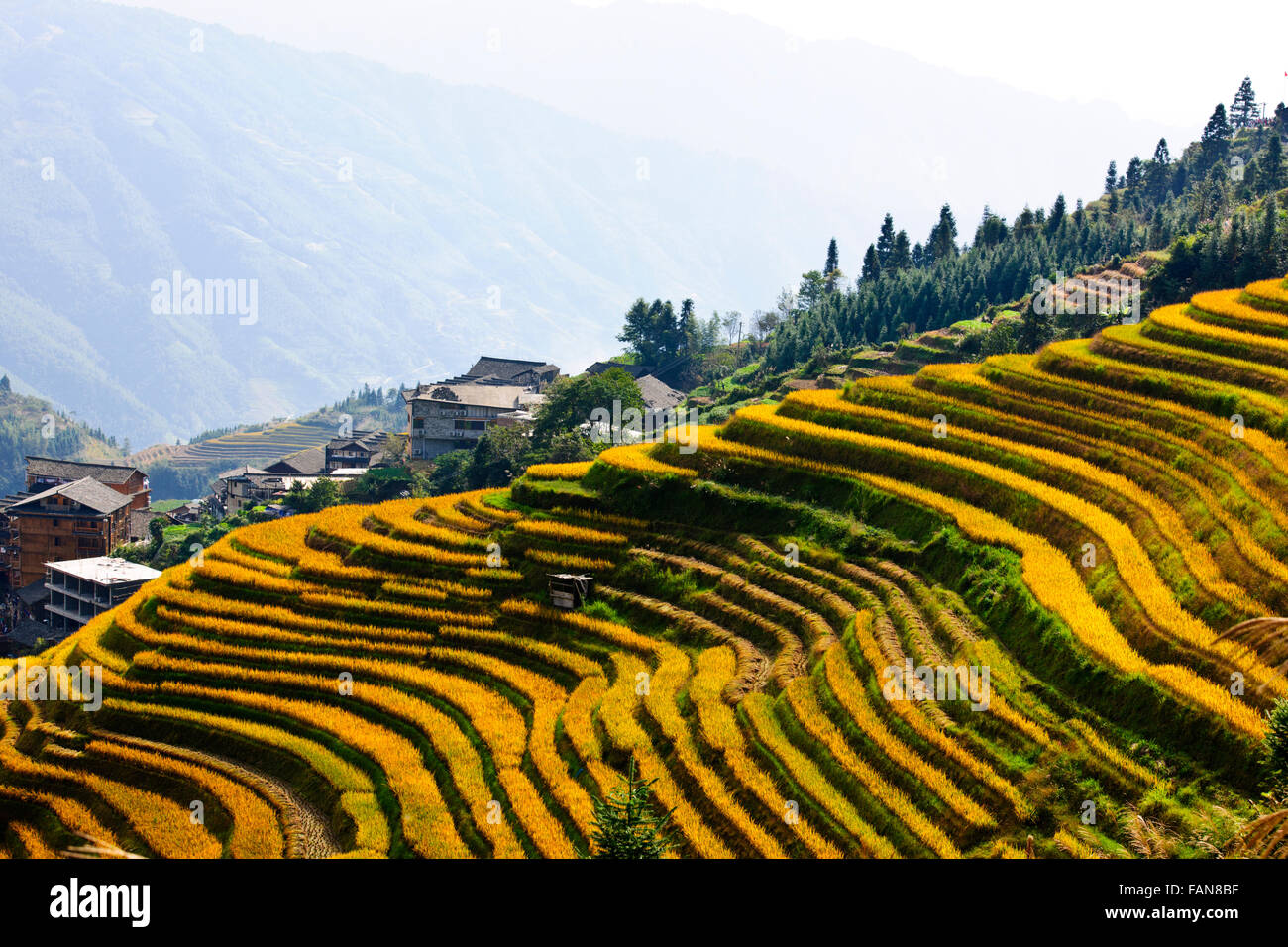 Longji Rice Terraces,Dazhai Villages, Surrounding Area,Rice Crops ...