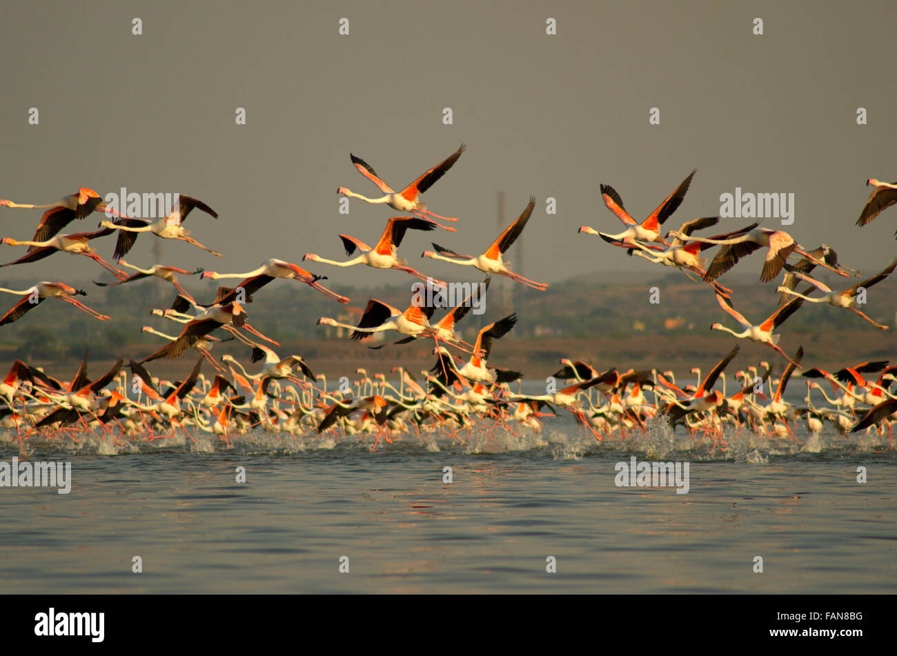 A large flock of Lesser Flamingo (Phoenicopterus minor), Ujjani Dam ...