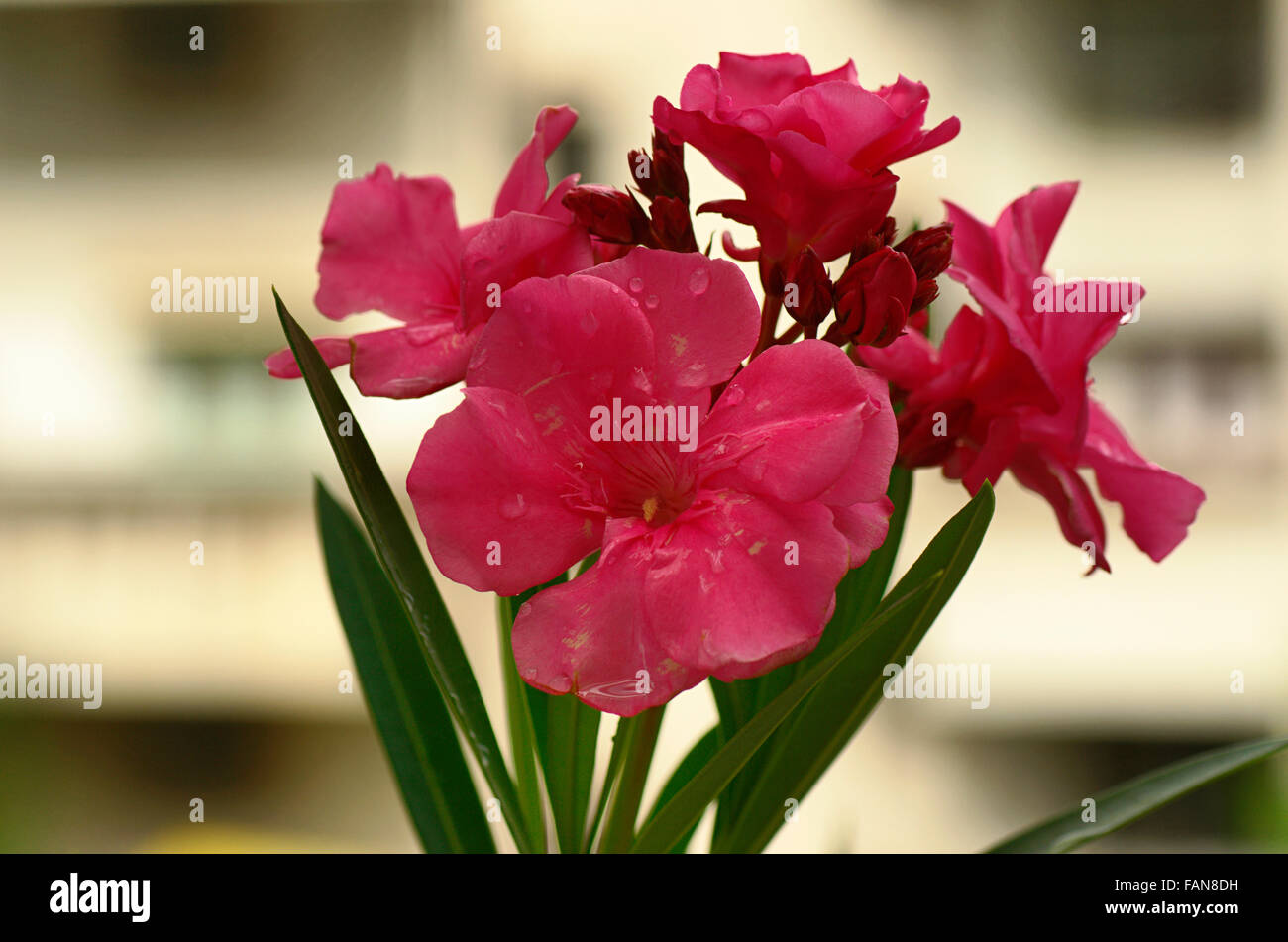 Indian oleander hi-res stock photography and images - Alamy