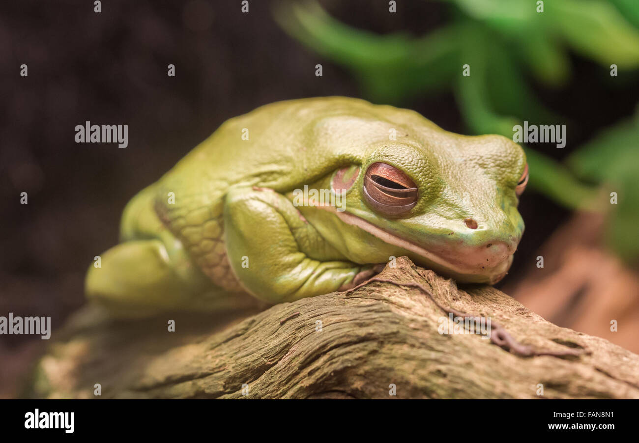 Litoria Caerulea, Australian green tree frog resting on the branch of a ...
