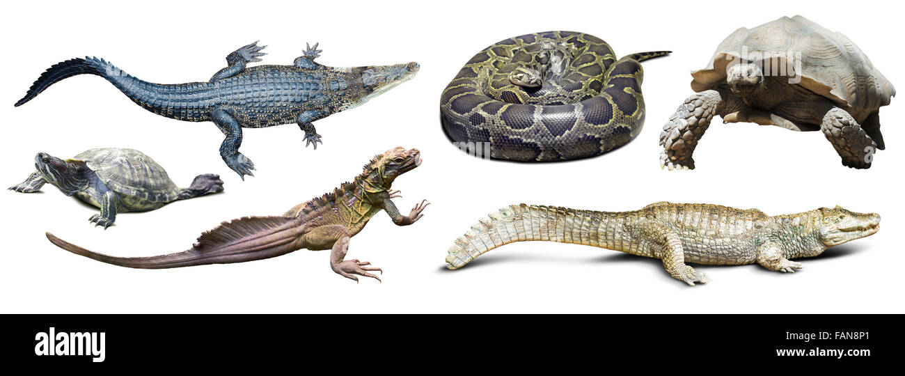 set of several reptilian. Isolated on white background Stock Photo - Alamy