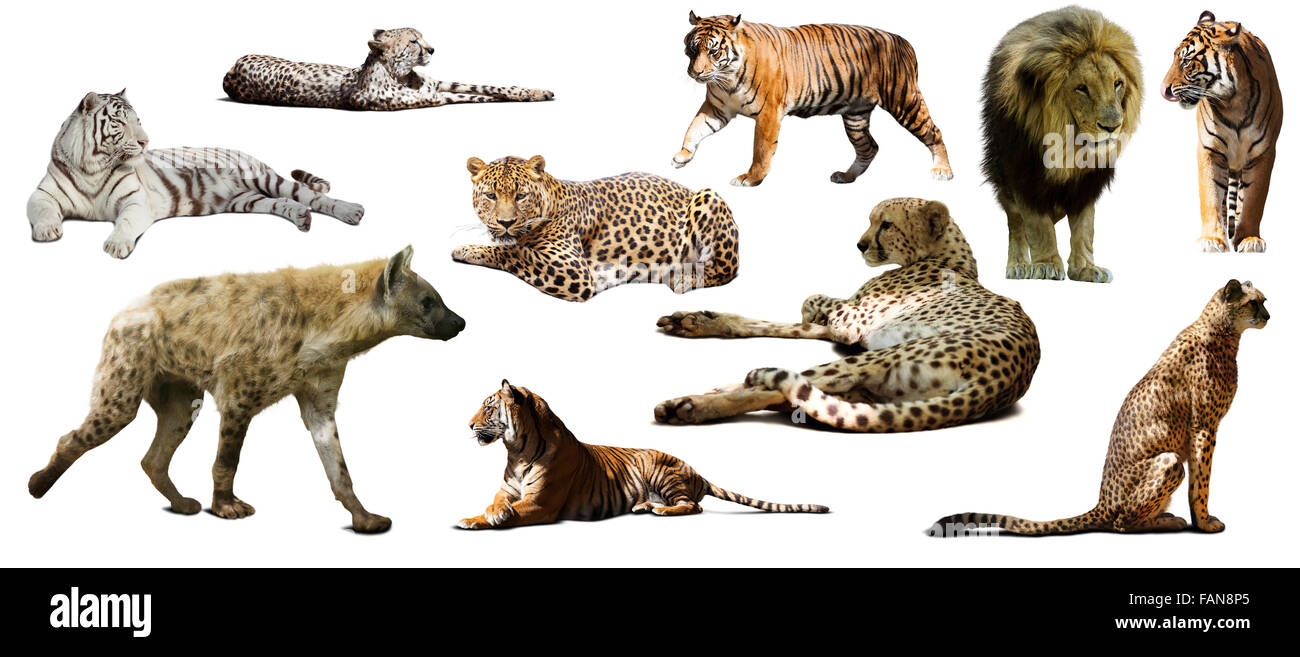 Set of hyena and other feliformia. Isolated on white background Stock ...