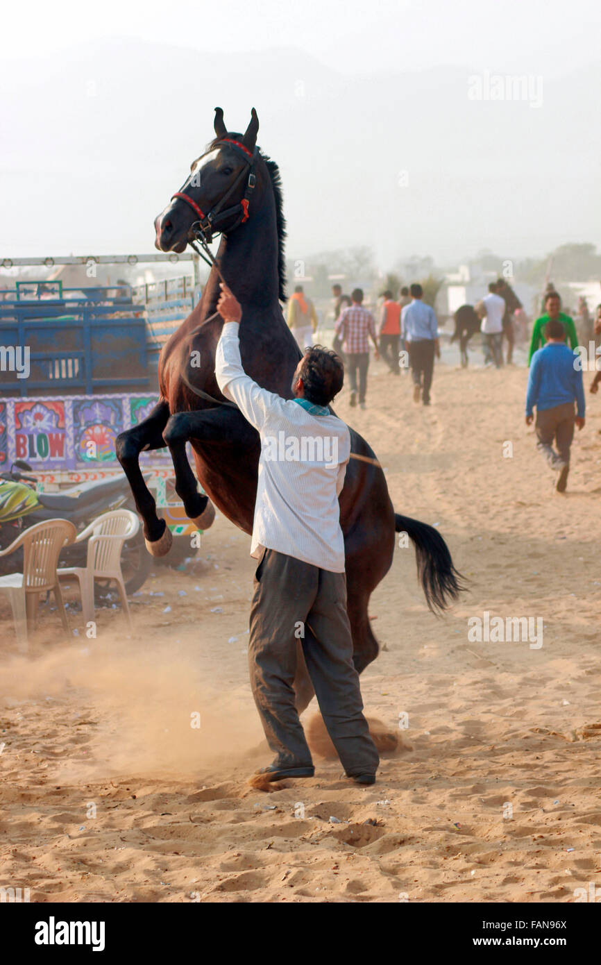 Horse Control High Resolution Stock Photography and Images - Alamy