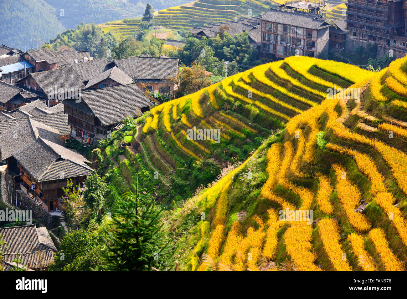 Longji Rice Terraces,Dazhai Villages, Surrounding Area,Rice Crops ...