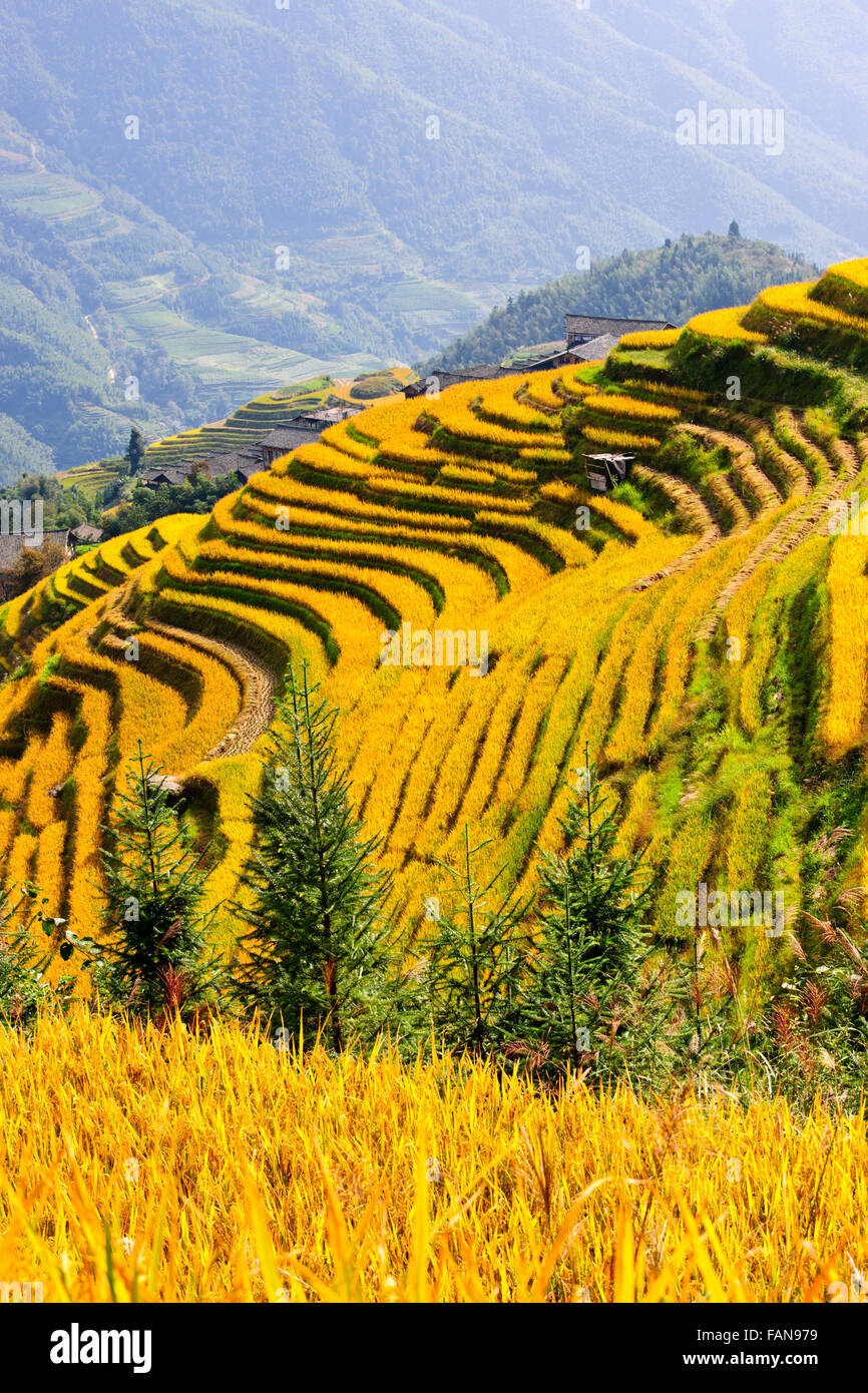 Longji Rice Terraces,Dazhai Villages, Surrounding Area,Rice Crops ...