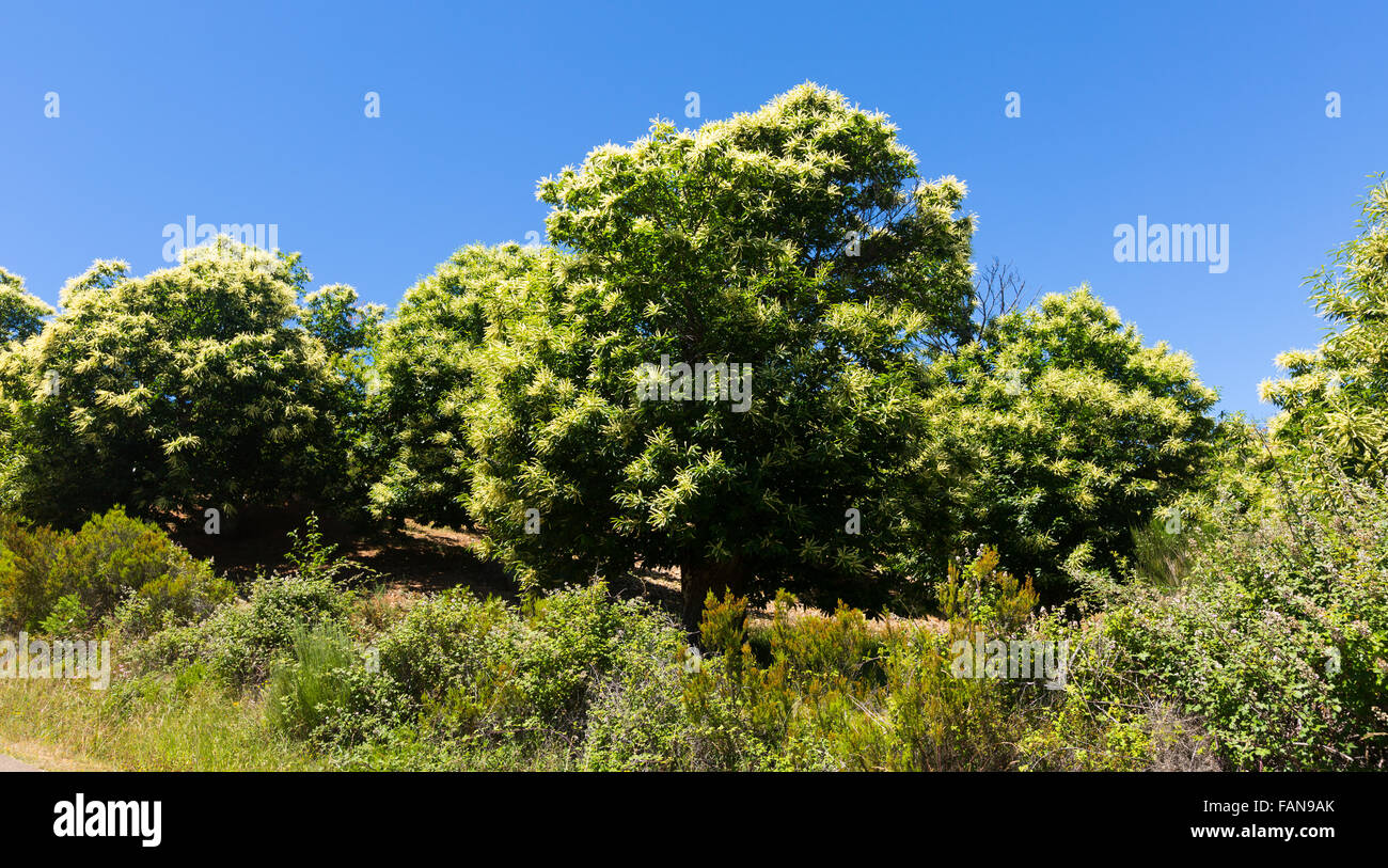 Spanish chestnut tree hi-res stock photography and images - Alamy