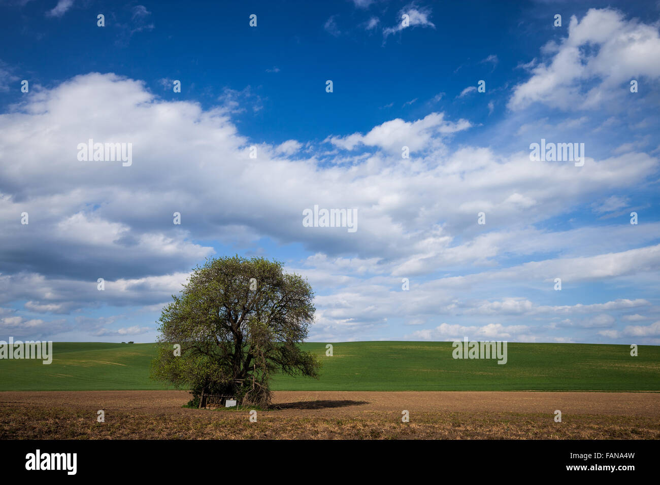 Big tree over blue sky. Nature background Stock Photo - Alamy
