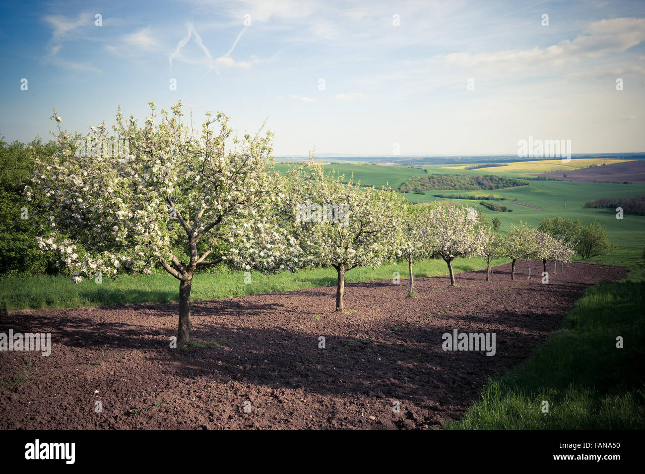 Fruit trees in a spring orchard Stock Photo - Alamy