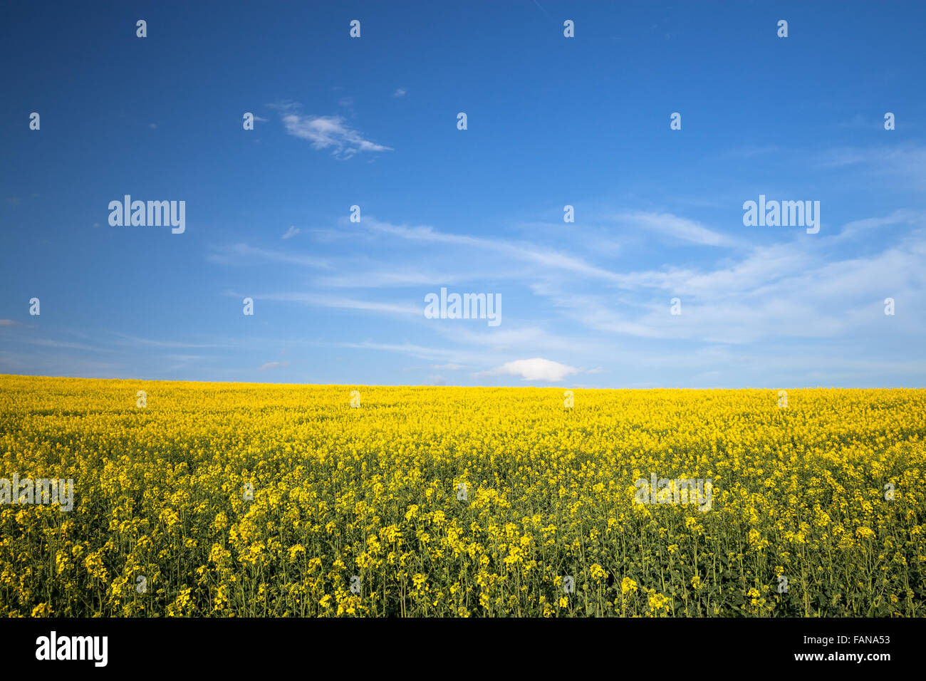 Beautiful yellow field landscape Stock Photo - Alamy