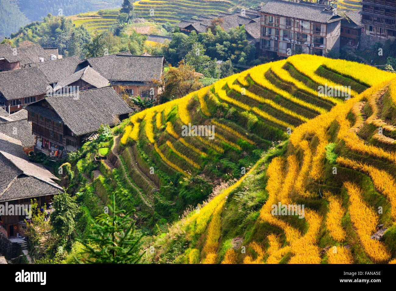 Longji Rice Terraces,Dazhai Villages, Surrounding Area,Rice Crops ...