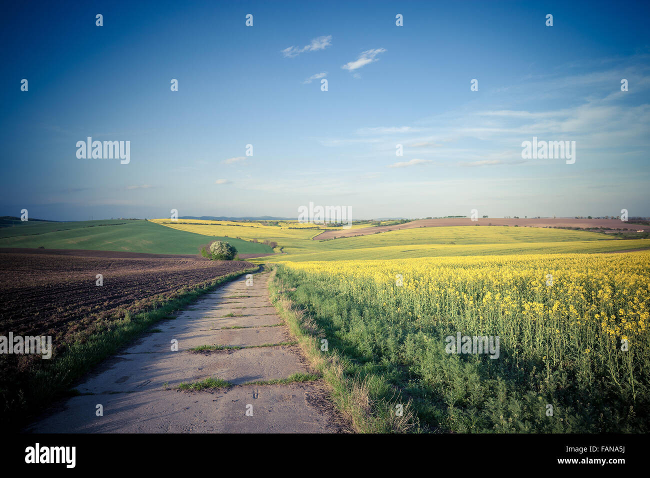 Road through beautiful yellow fields. Countryside landscape Stock Photo ...