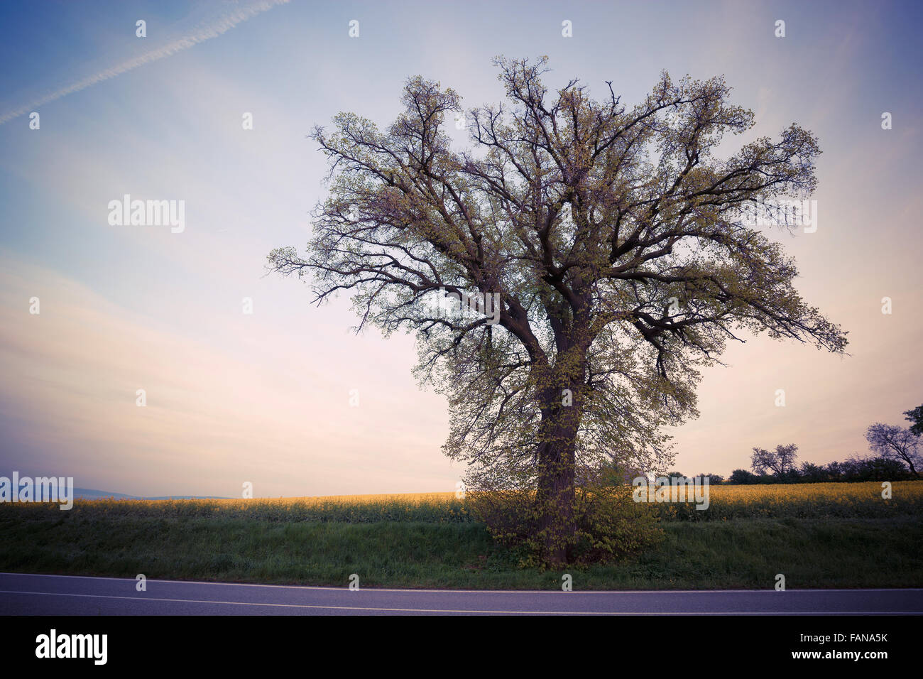 Big tree over sunset sky. Nature summer background Stock Photo - Alamy
