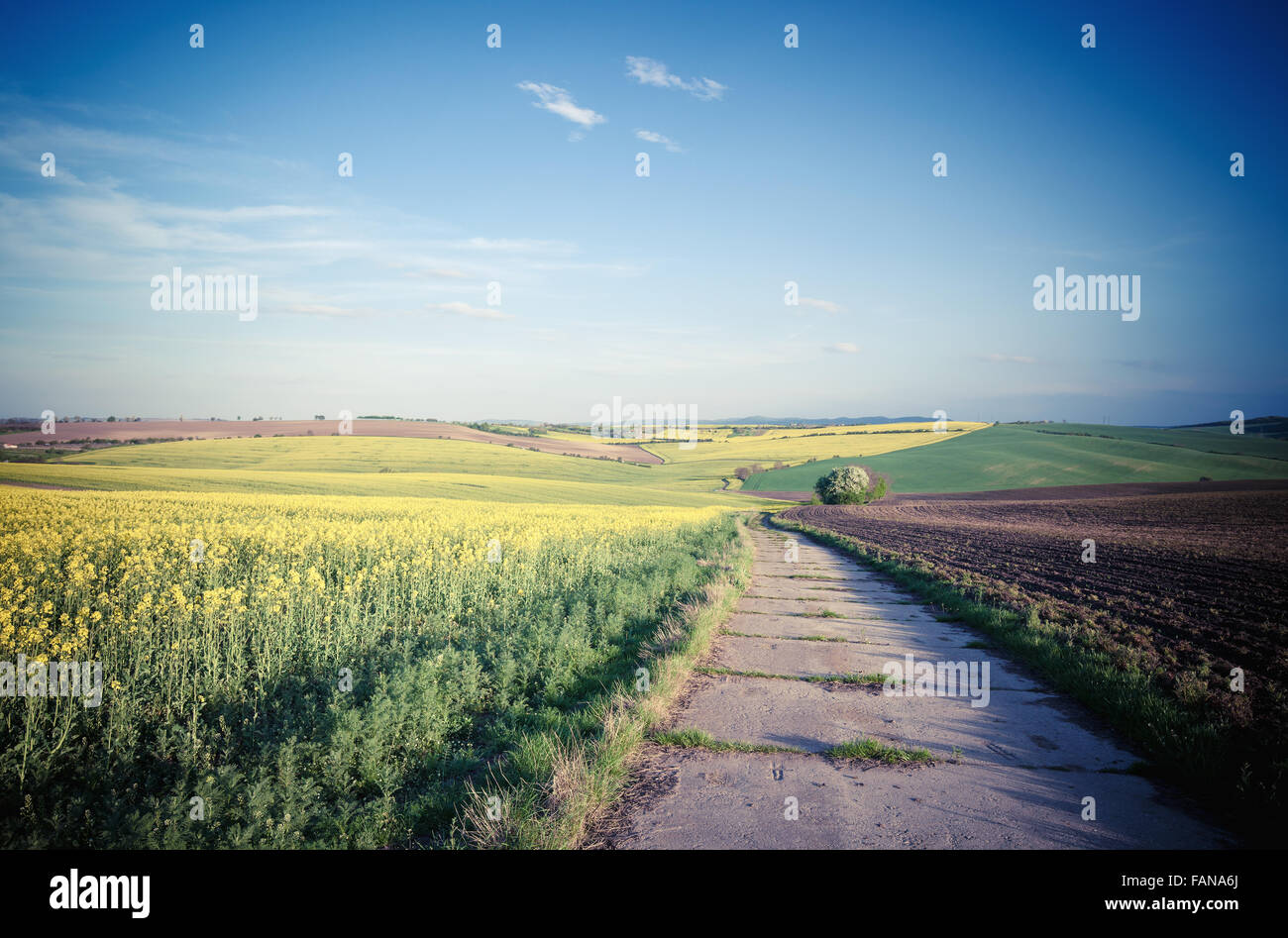 Road through beautiful yellow fields. Countryside landscape Stock Photo ...
