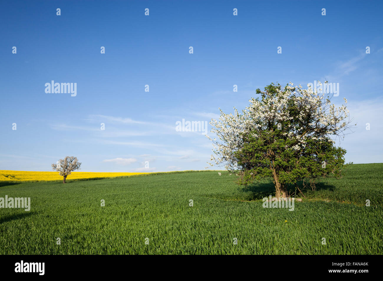 Field and cherry tree over blue sky. Nature background Stock Photo - Alamy