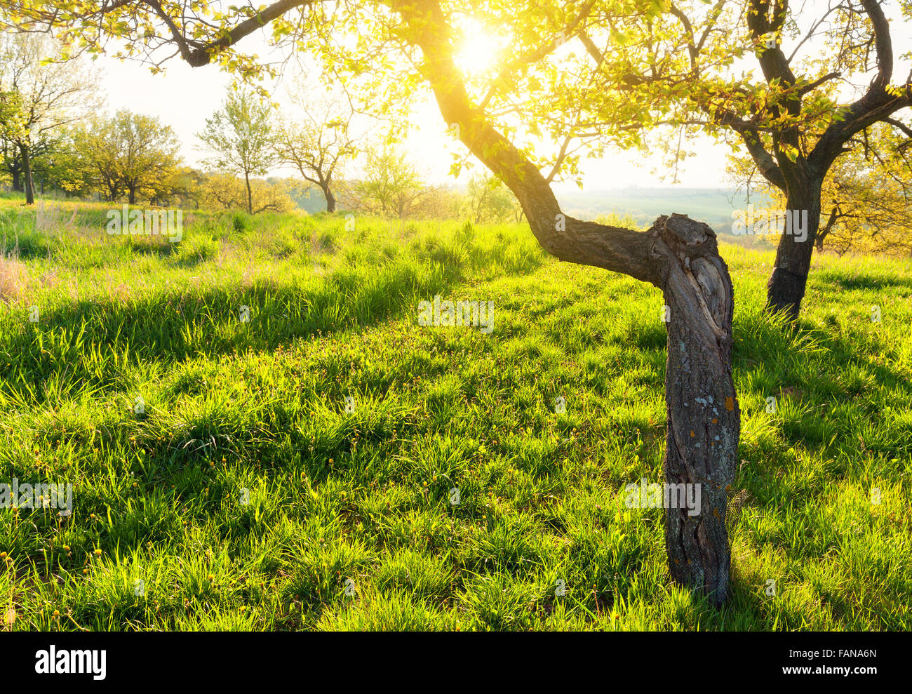 Sunny morning at summer garden Stock Photo - Alamy