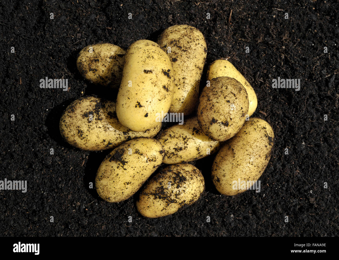 Waxy potatoes hi-res stock photography and images - Alamy