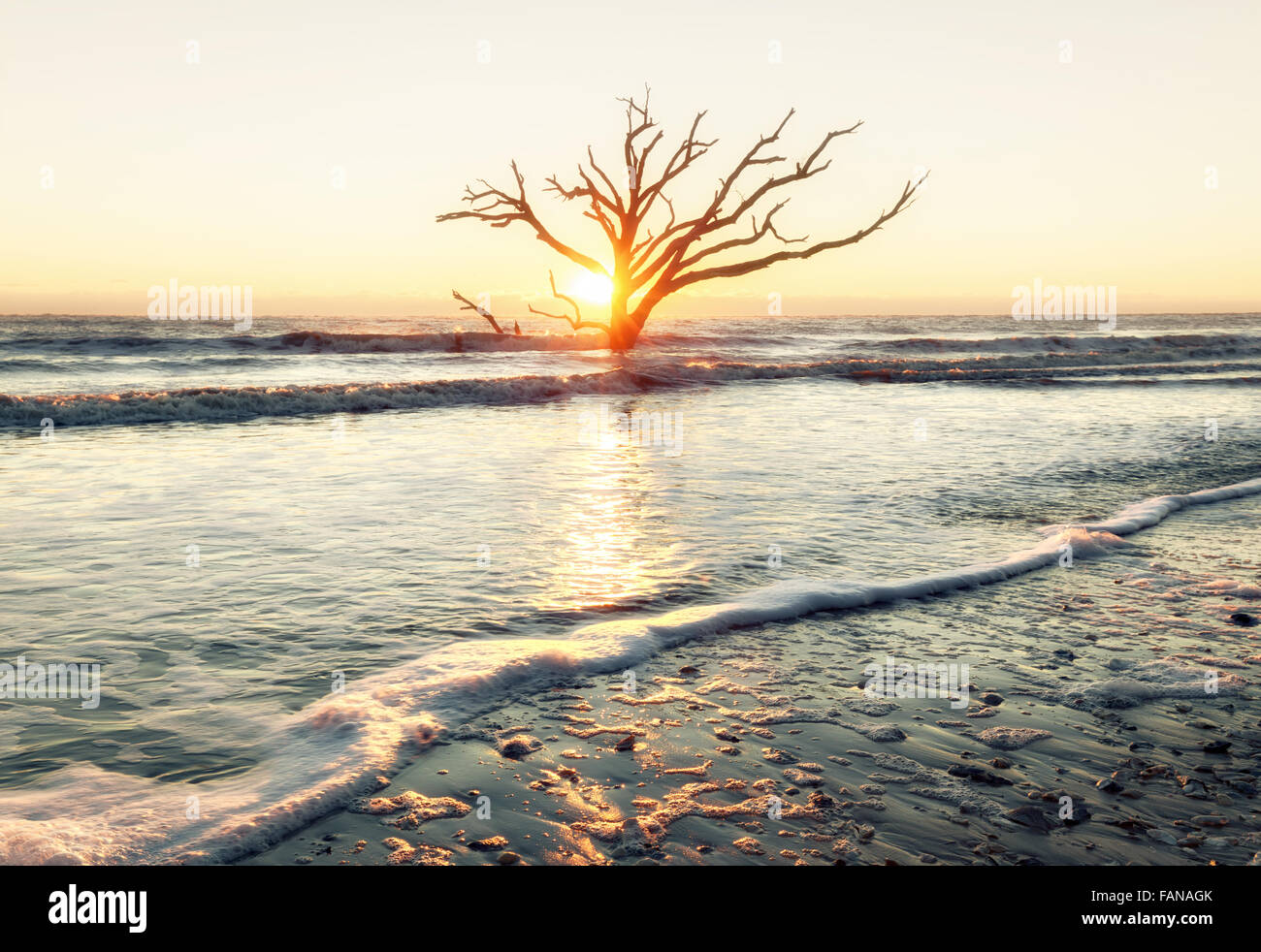 Lonely tree at sunrise. Botany Bay beach, Edisto Island, South Carolina ...