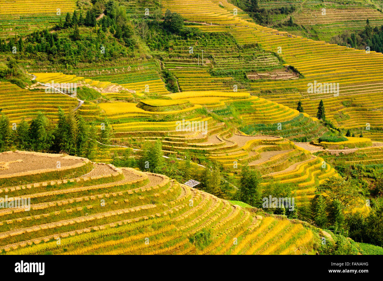 Longji Rice Terraces,Dazhai Villages, Surrounding Area,Rice Crops ...