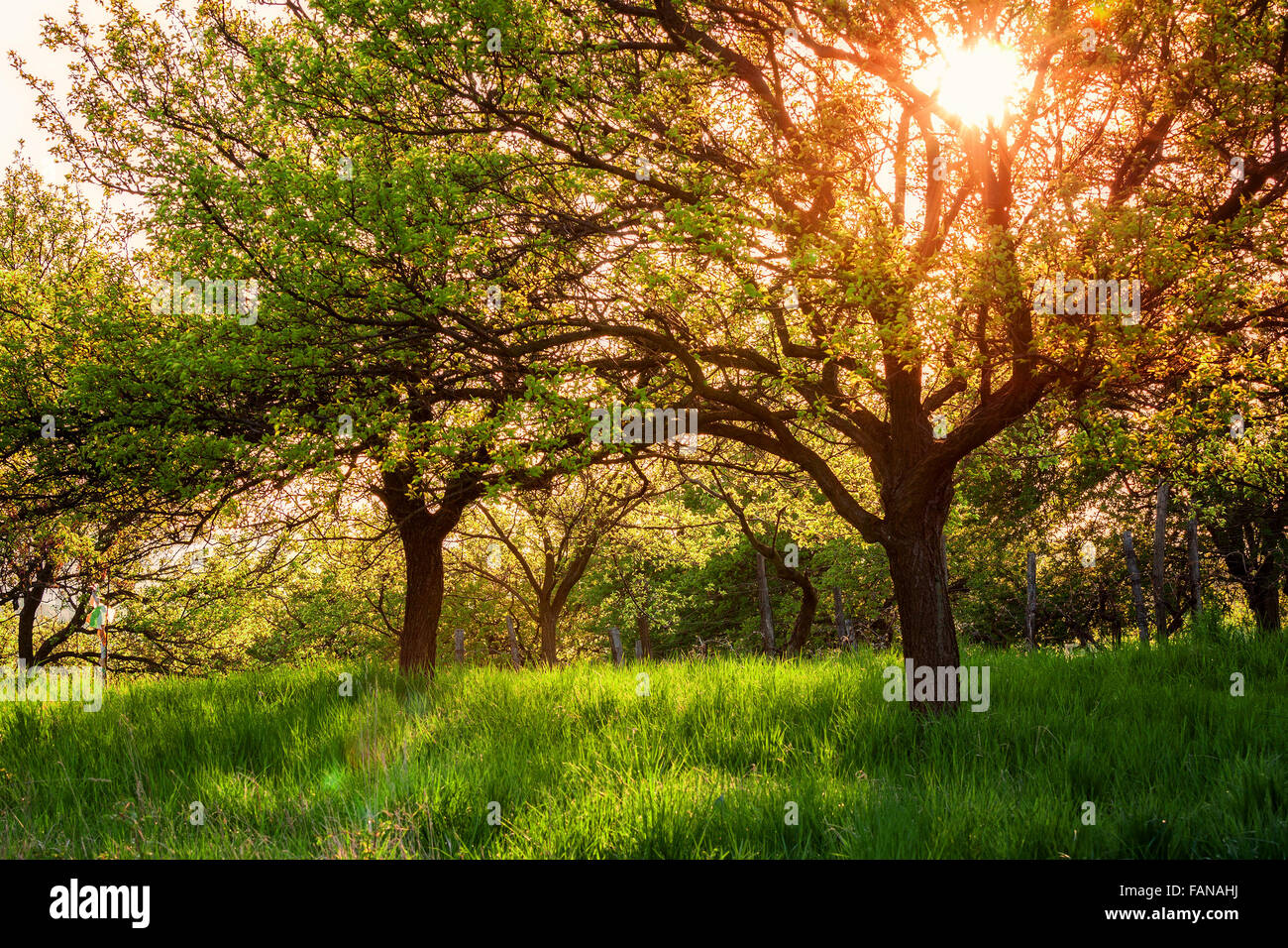 Sunny summer garden Stock Photo - Alamy