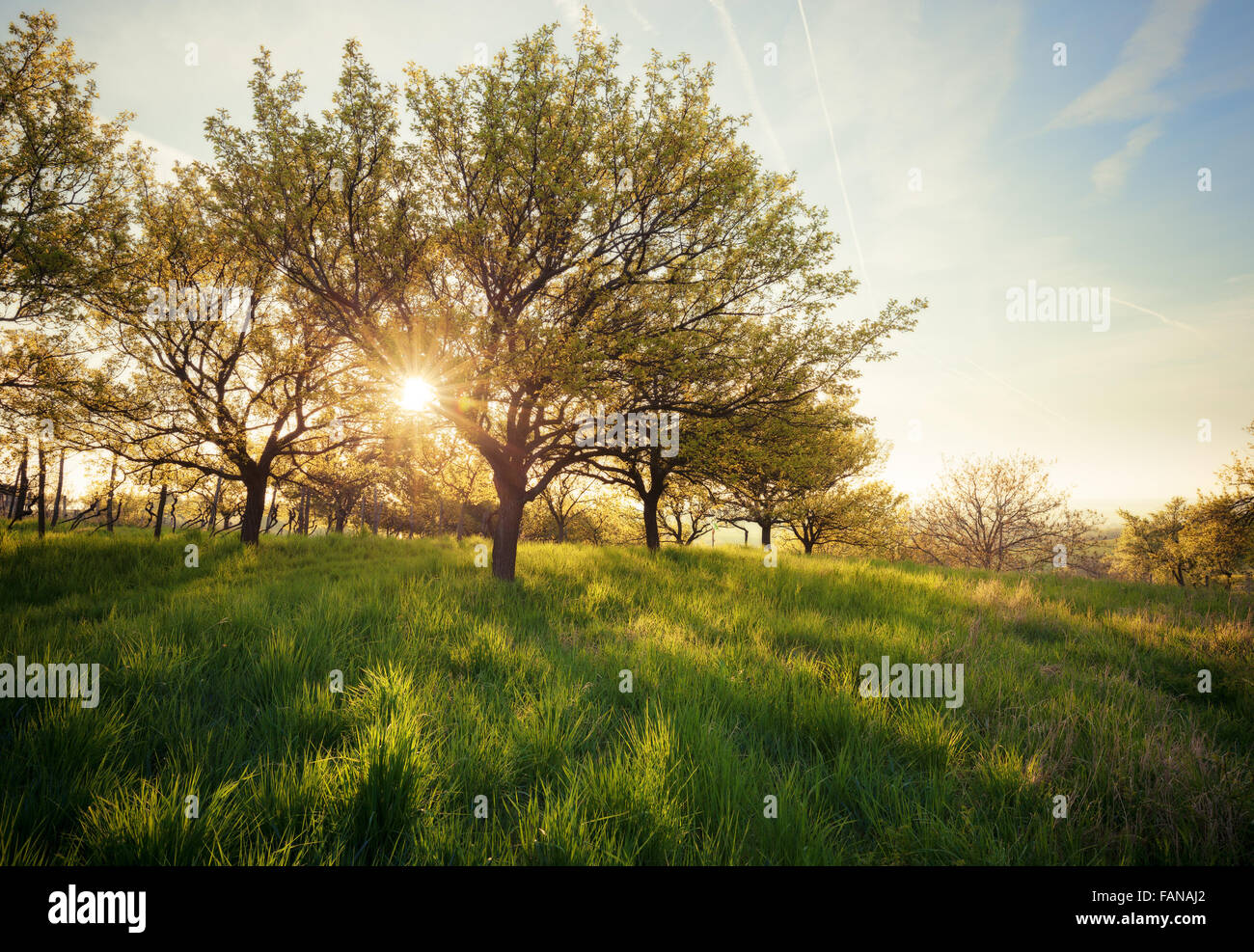 Sunny summer garden Stock Photo - Alamy