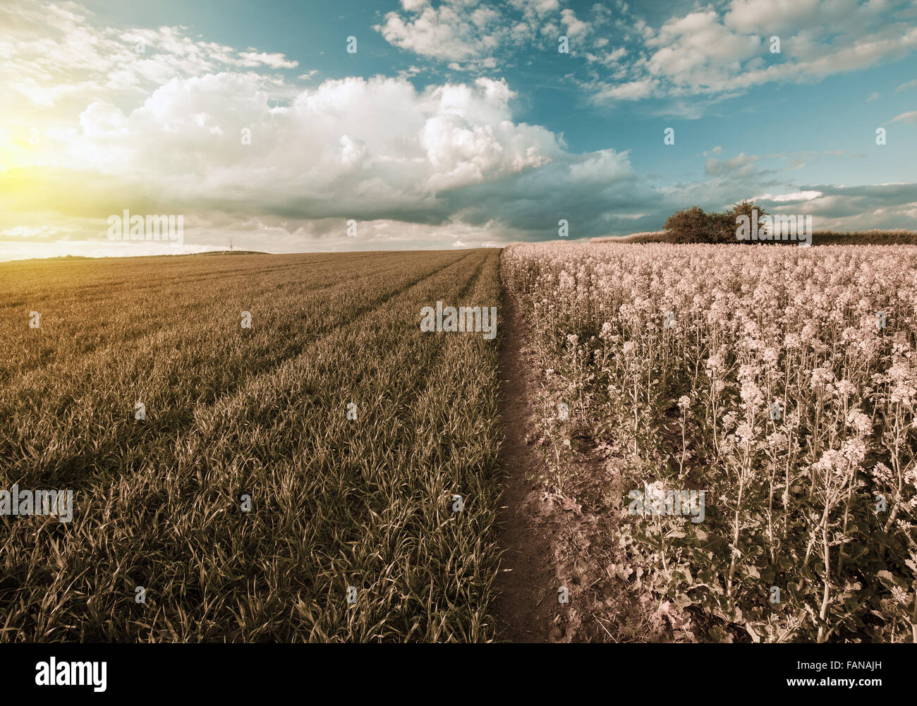 Autumn colors field landscape Stock Photo - Alamy