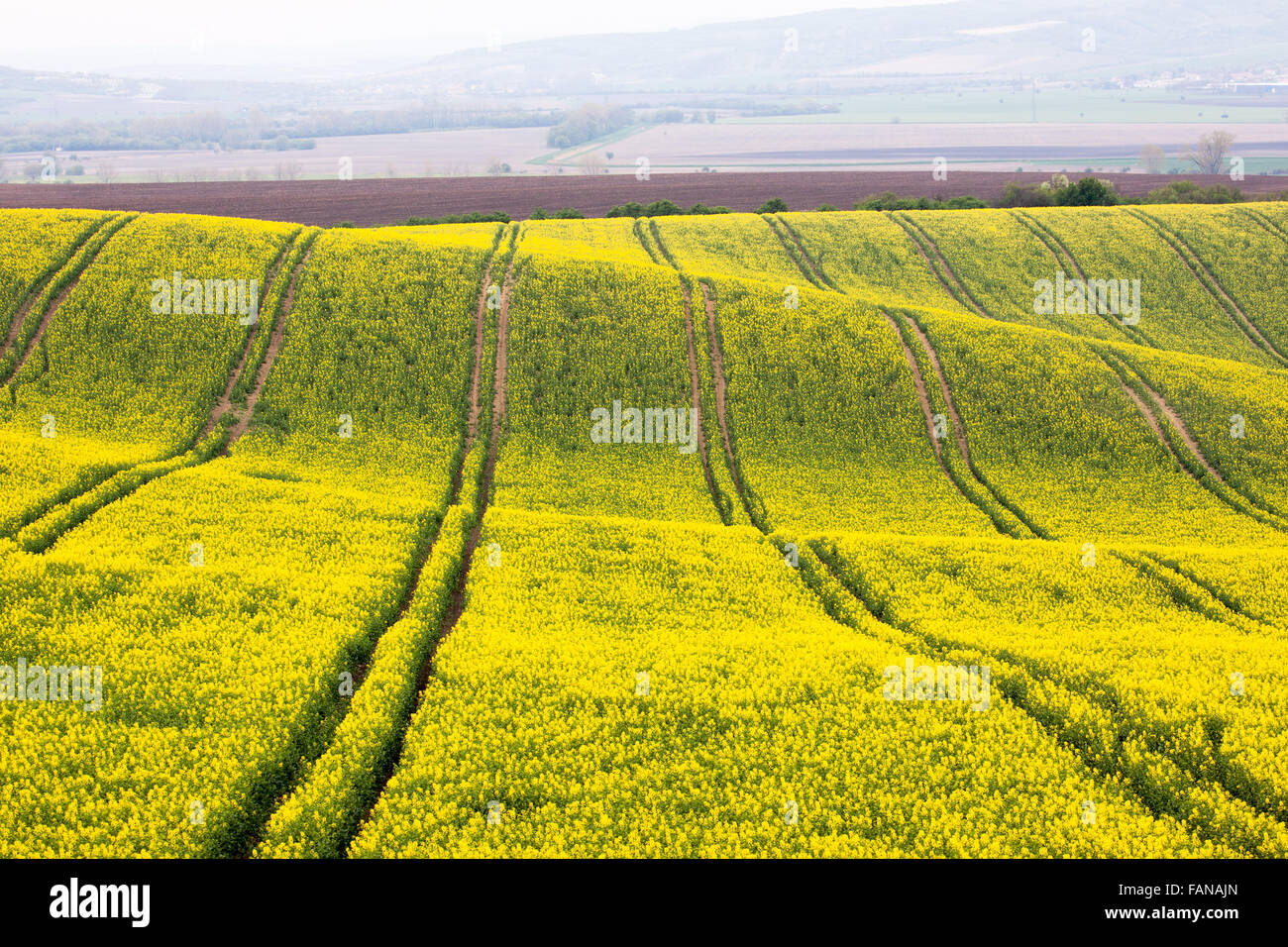 Rolling hills and yellow fields Stock Photo - Alamy