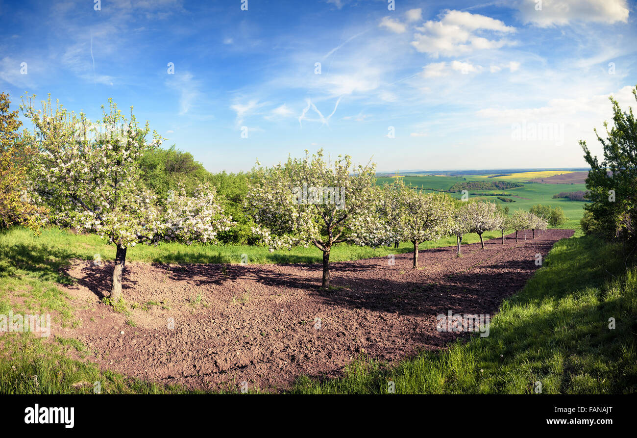 Fruit trees in a spring garden Stock Photo - Alamy