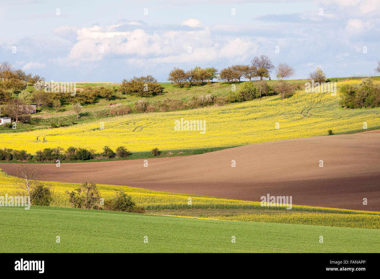 Rolling hills and yellow fields landscape Stock Photo - Alamy