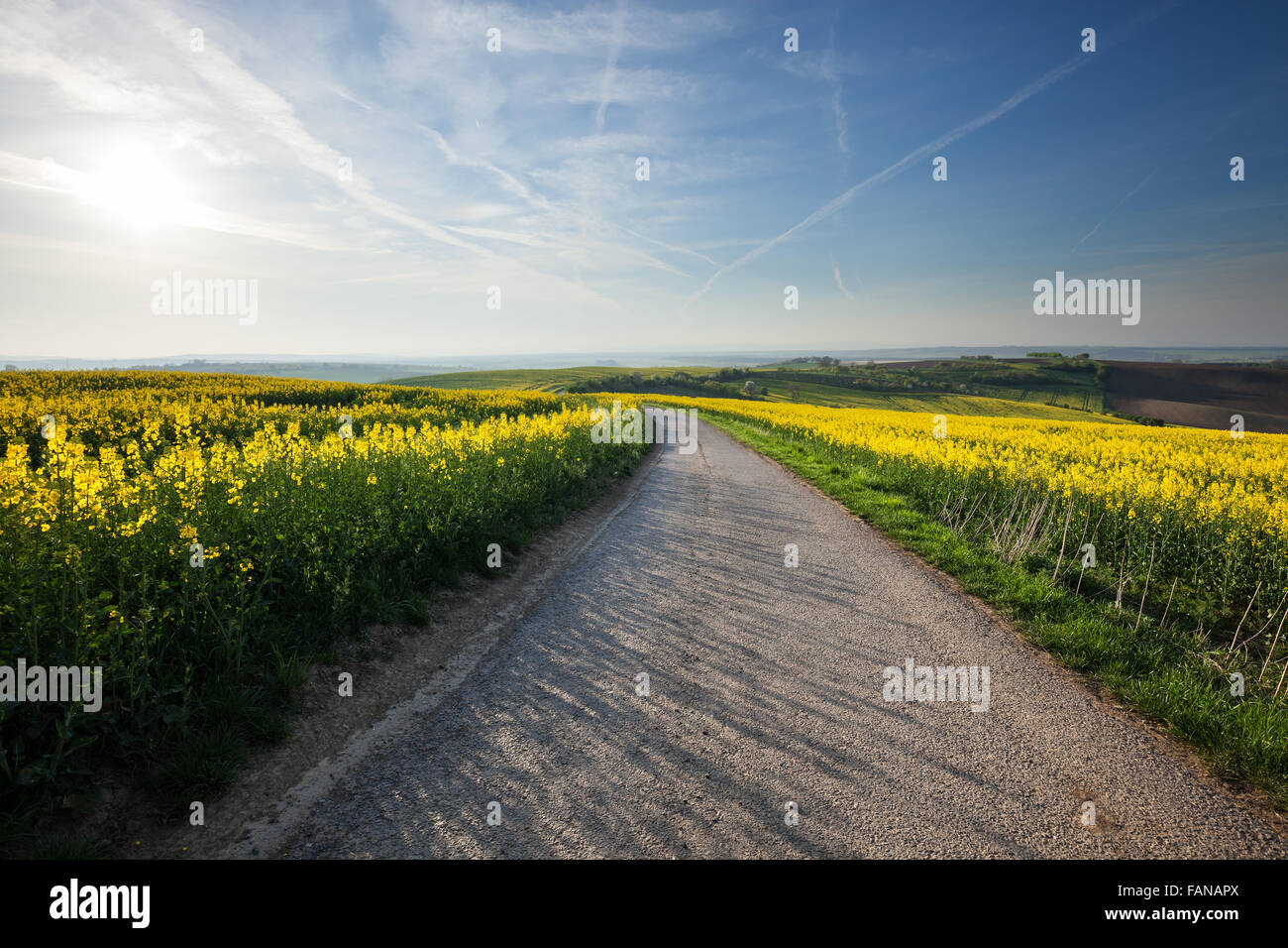 Road through beautiful yellow fields. Countryside landscape Stock Photo ...