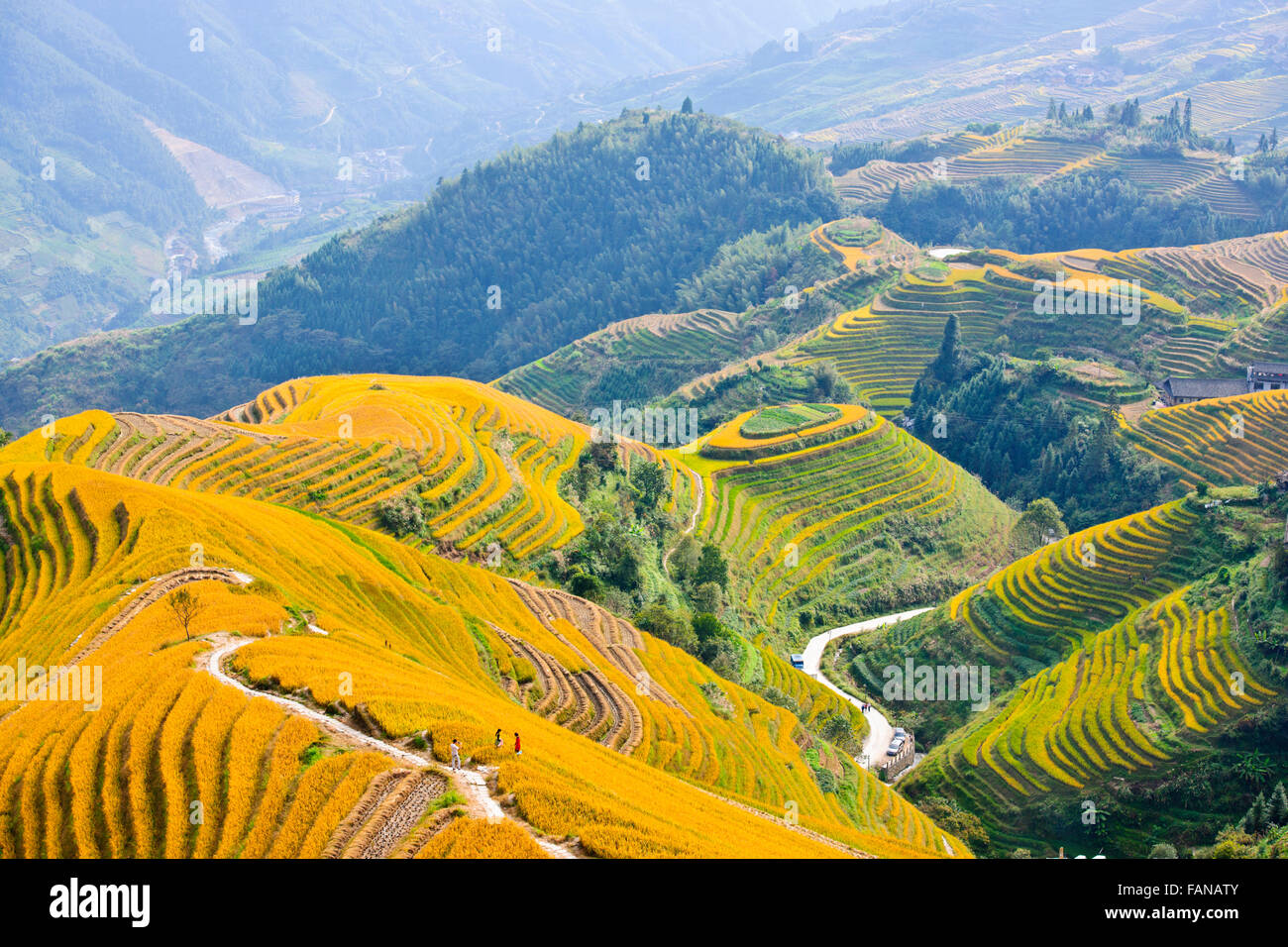 Longji Rice Terraces,Dazhai Villages, Surrounding Area,Rice Crops ...