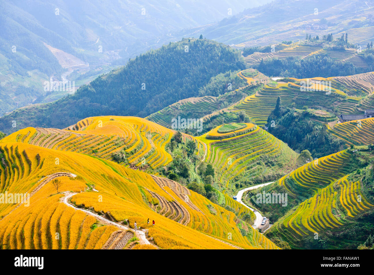 Longji Rice Terraces,Dazhai Villages, Surrounding Area,Rice Crops ...