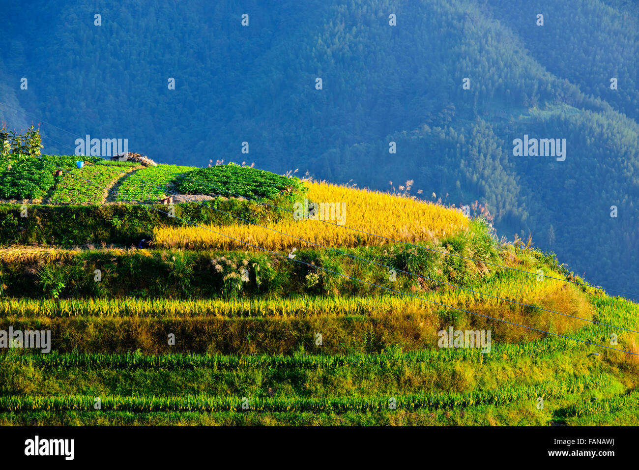 Longji Rice Terraces,Dazhai Villages, Surrounding Area,Rice Crops ...