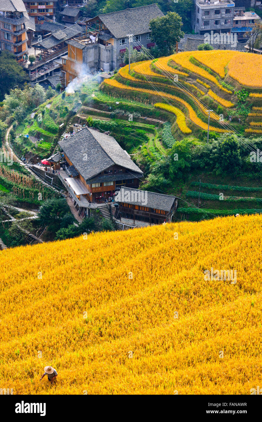 Longji Rice Terraces,Dazhai Villages, Surrounding Area,Rice Crops ...