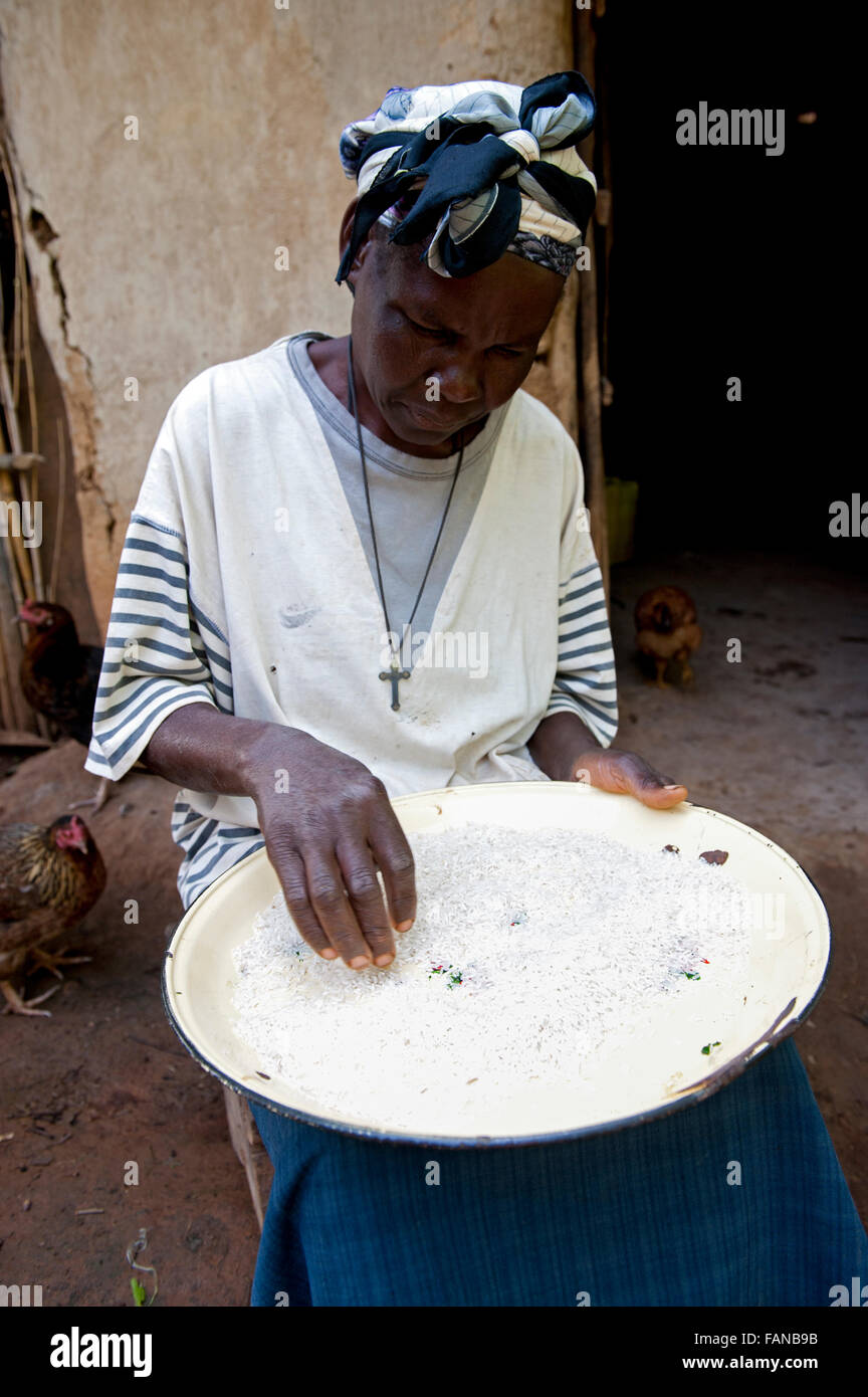 Sorting rice hi-res stock photography and images - Alamy