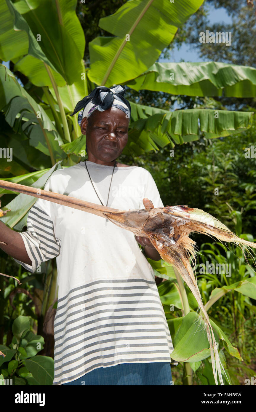 Woman inspecting diseased head of maize, which will mean less food for ...