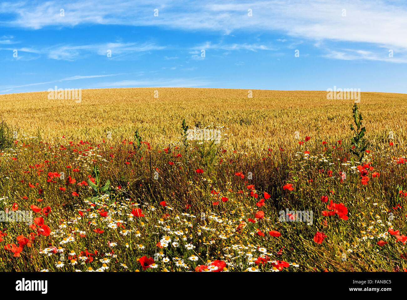 Golden wheat field Stock Photo - Alamy