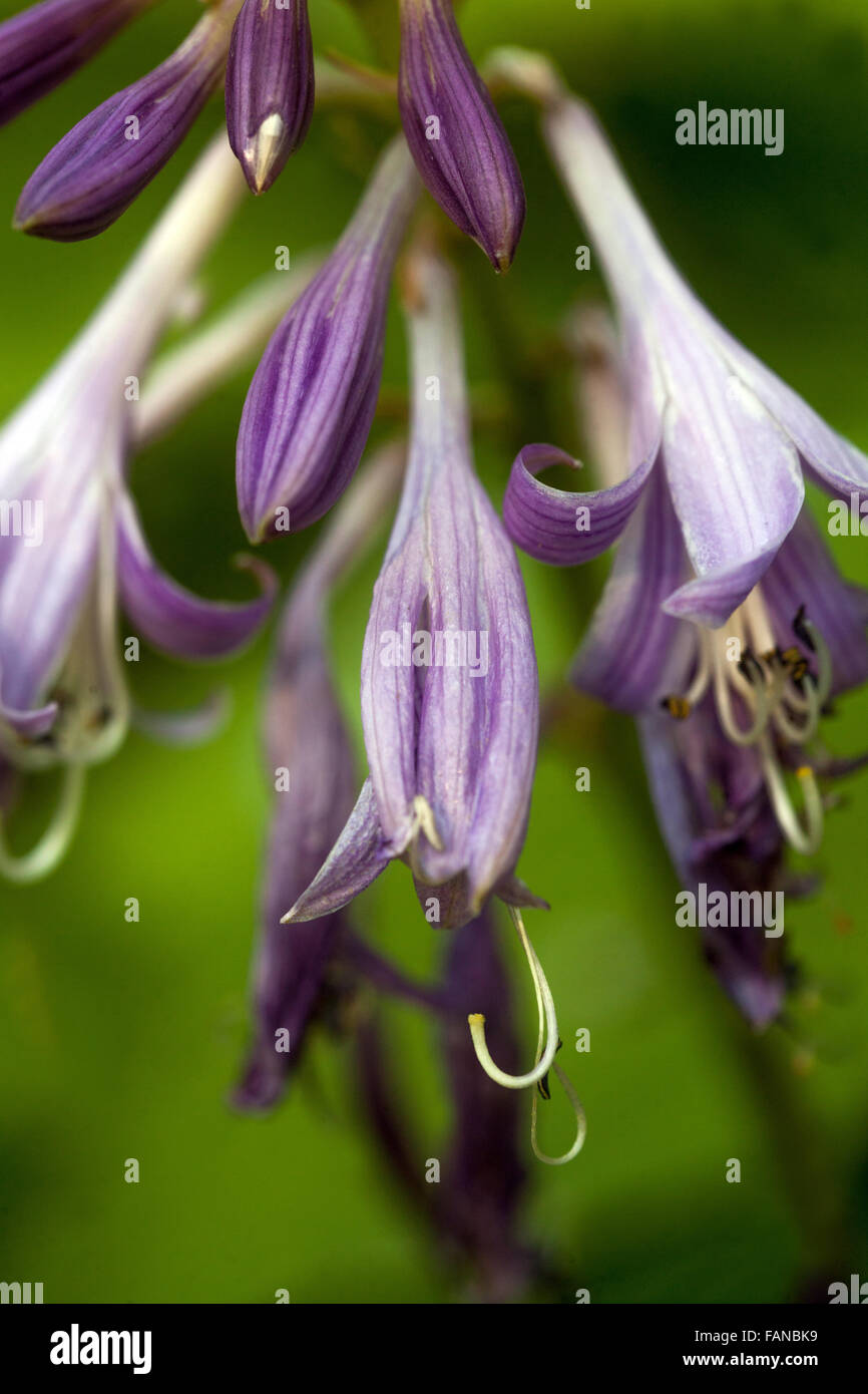 Hosta blue flower, close up Stock Photo - Alamy