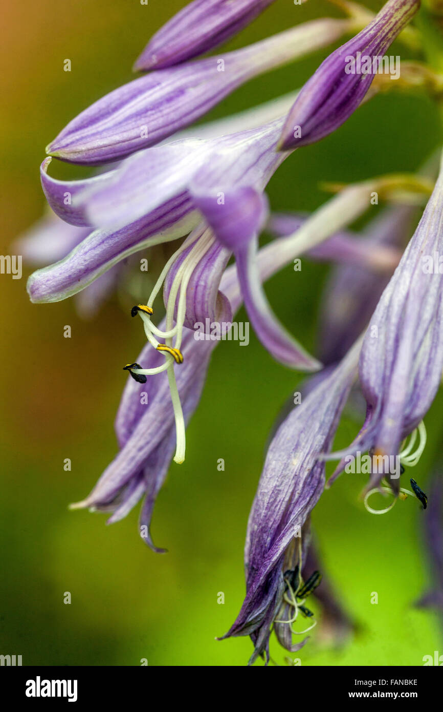 Blue Hosta flower Stock Photo - Alamy