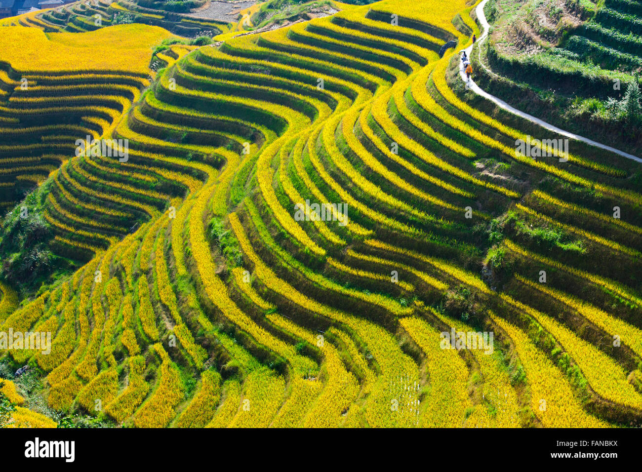 Longji Rice Terraces,Dazhai Villages, Surrounding Area,Rice Crops ...