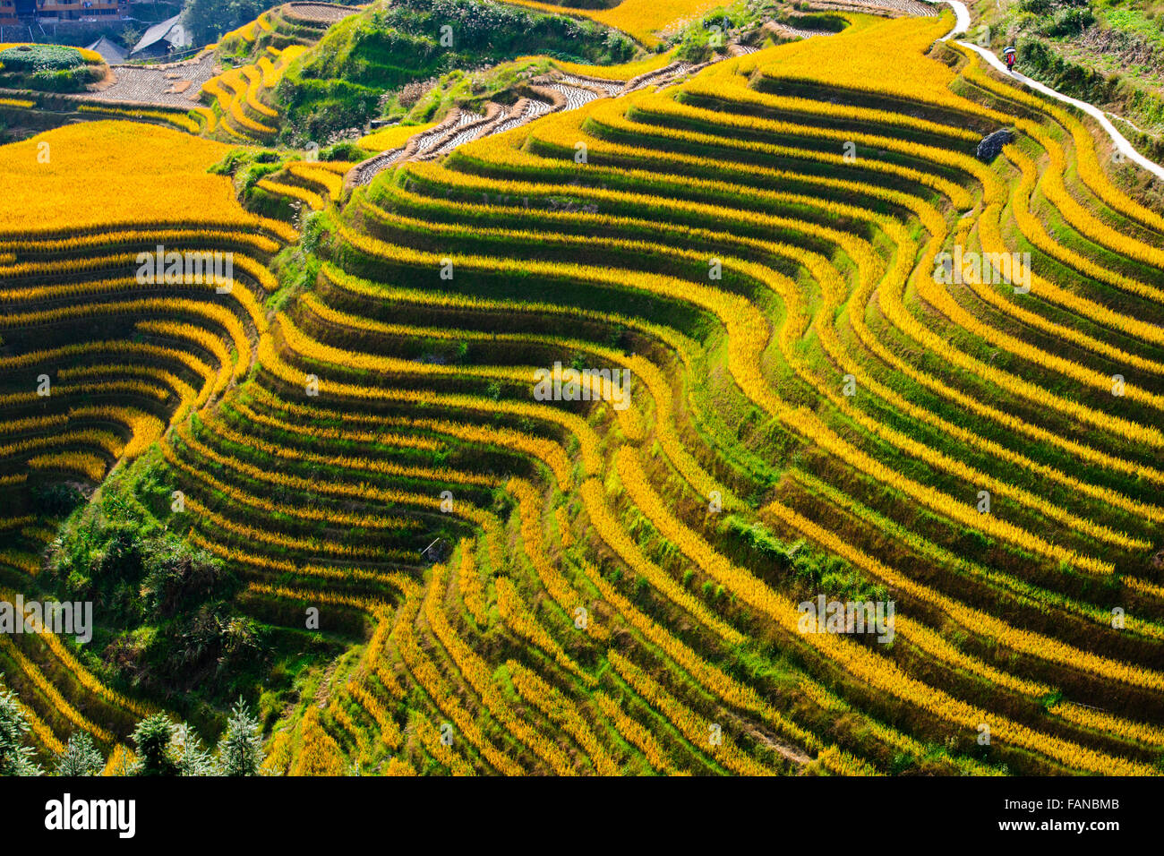 Longji Rice Terraces,Dazhai Villages, Surrounding Area,Rice Crops ...