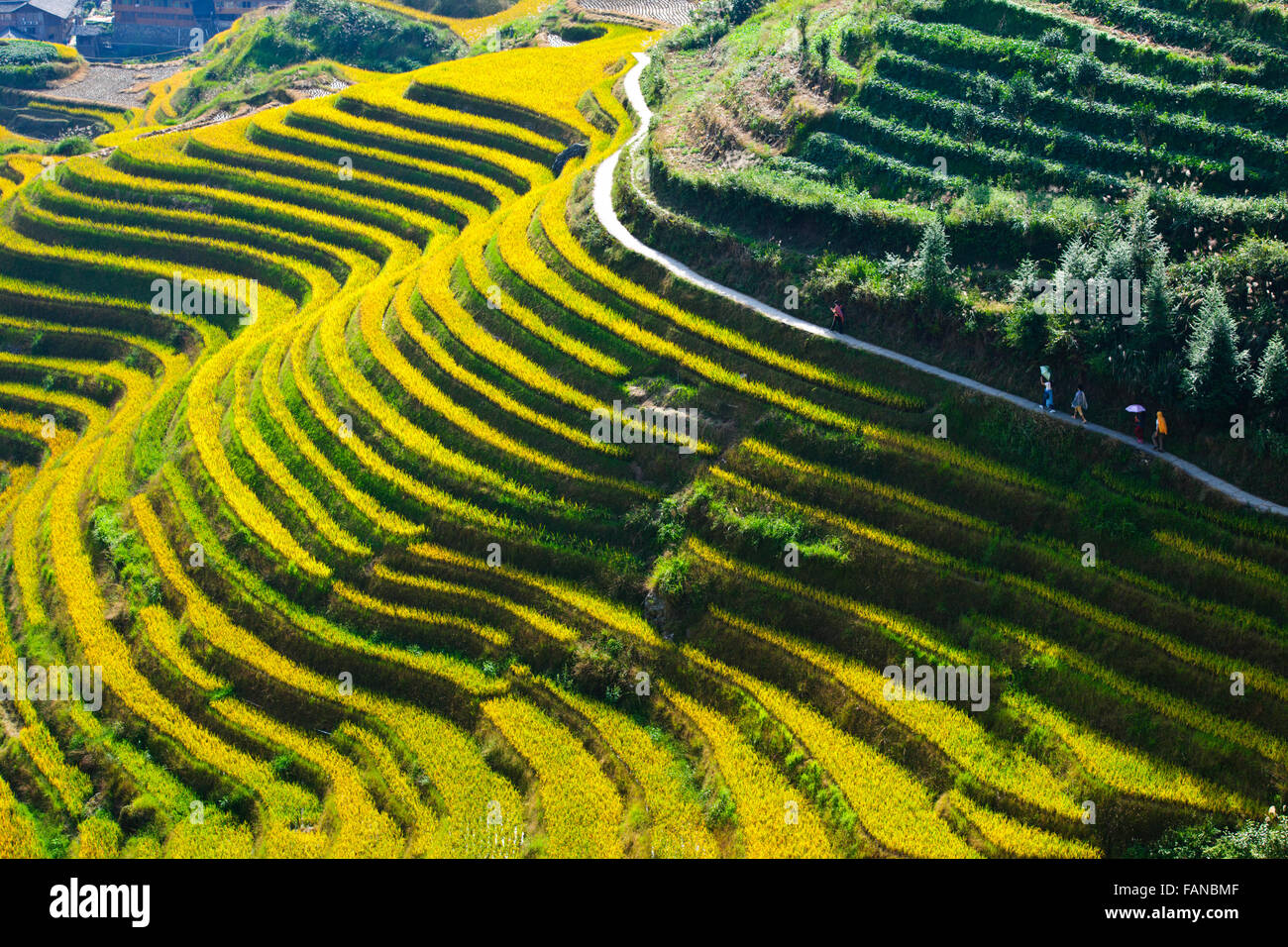 Longji Rice Terraces,Dazhai Villages, Surrounding Area,Rice Crops ...