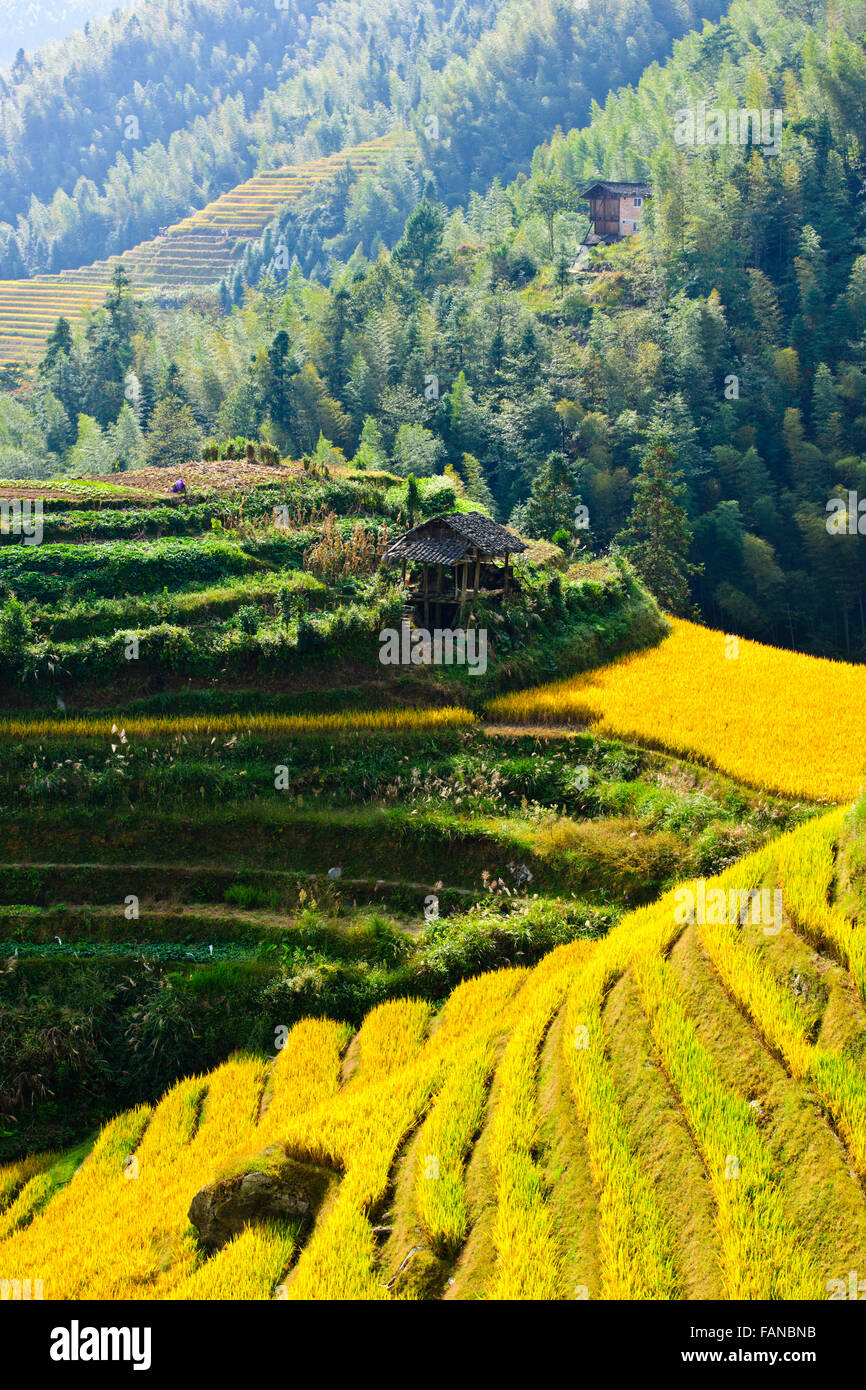 Longji Rice Terraces,Dazhai Villages, Surrounding Area,Rice Crops ...