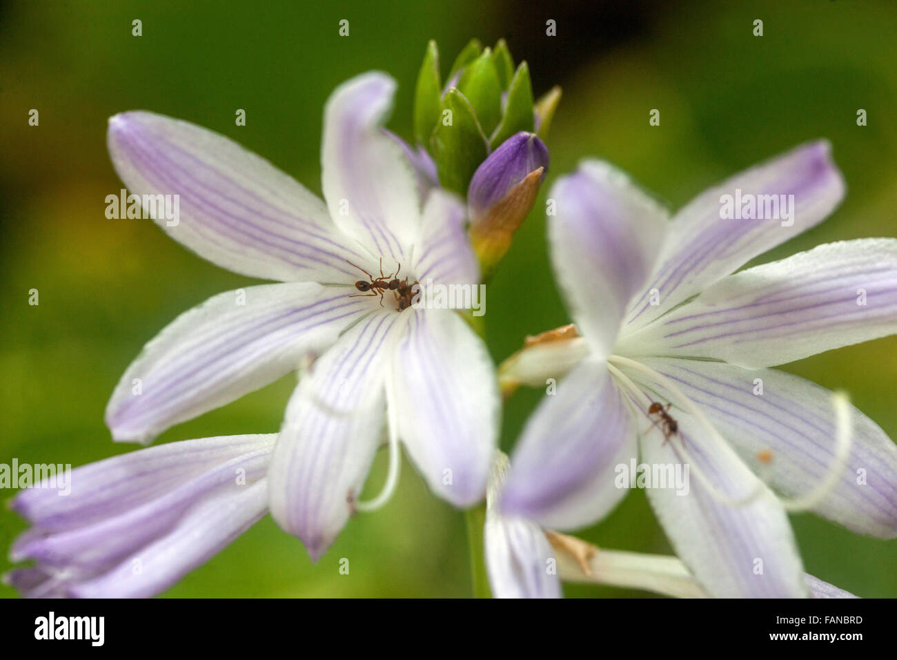 Hosta blooming, plant for a shady parts of the garden Stock Photo - Alamy