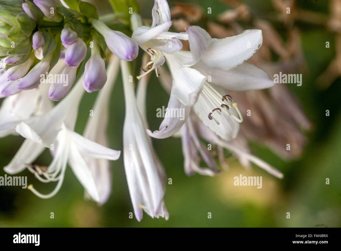Hosta blooming, plant garden Stock Photo - Alamy