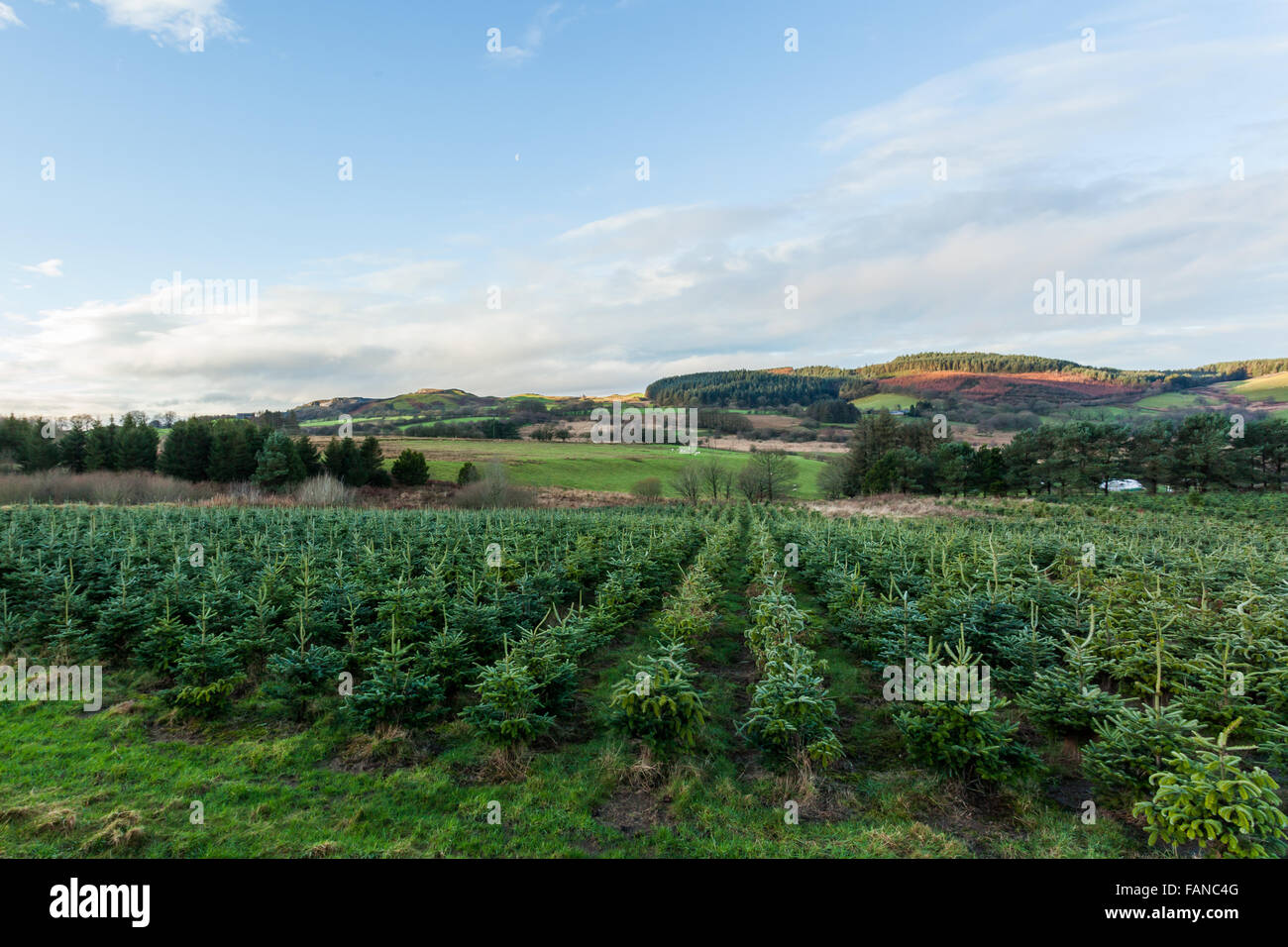 Christmas tree farm plantation in field Stock Photo - Alamy