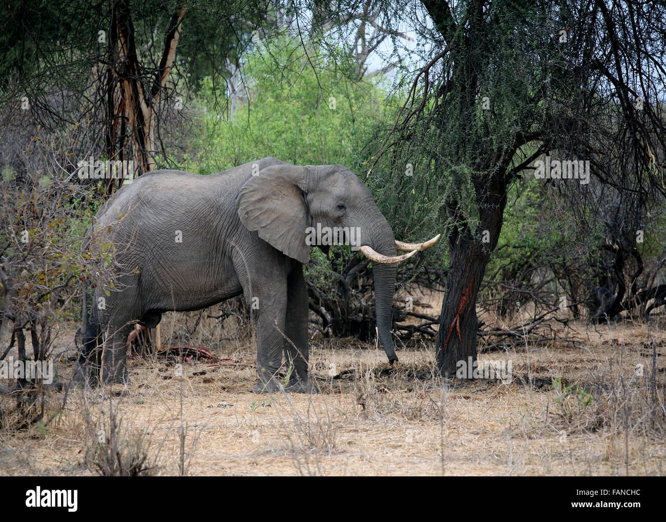 African Elephant in Bush Tanzania East Africa Stock Photo - Alamy